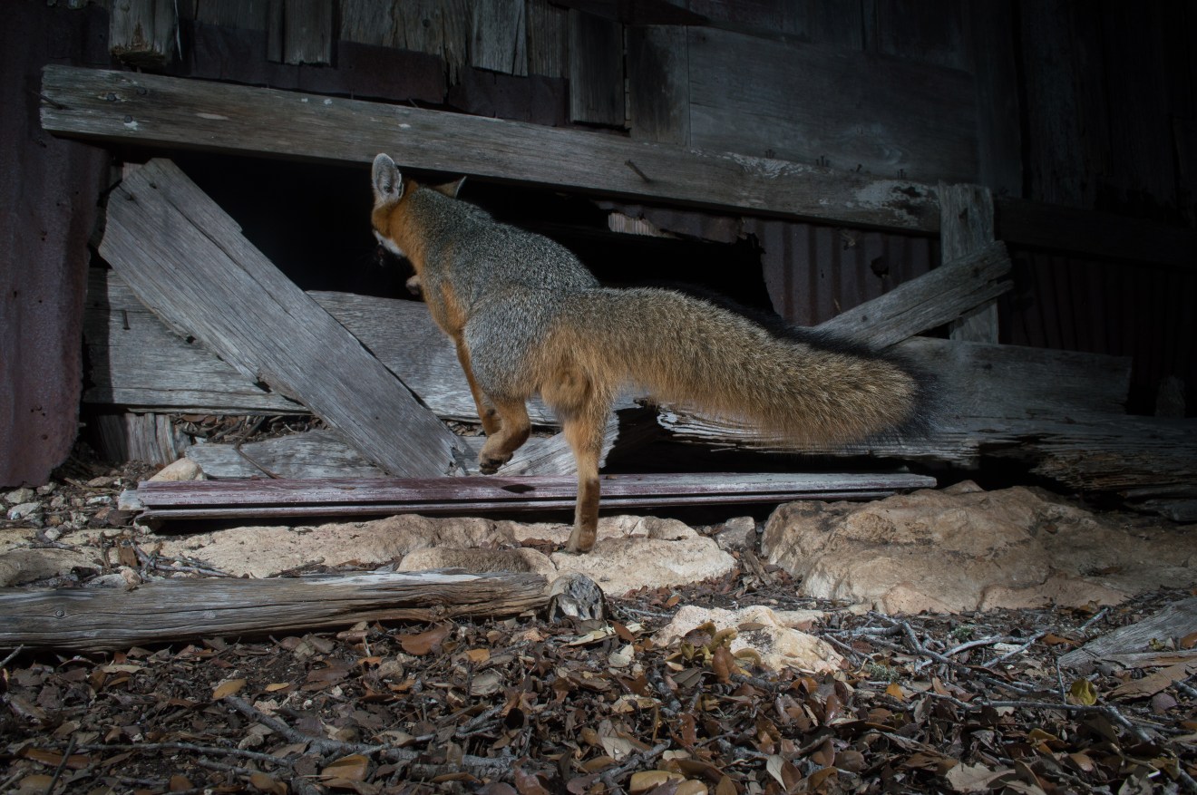 A Fox in the House | caseysmartt.com