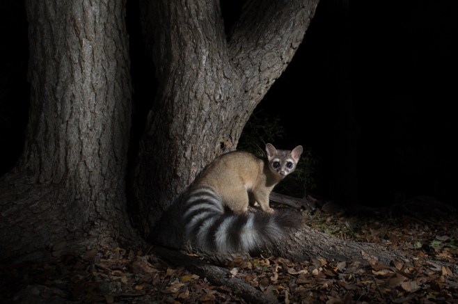 Ringtail Portraits | caseysmartt.com