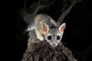 Ringtail Portraits | caseysmartt.com