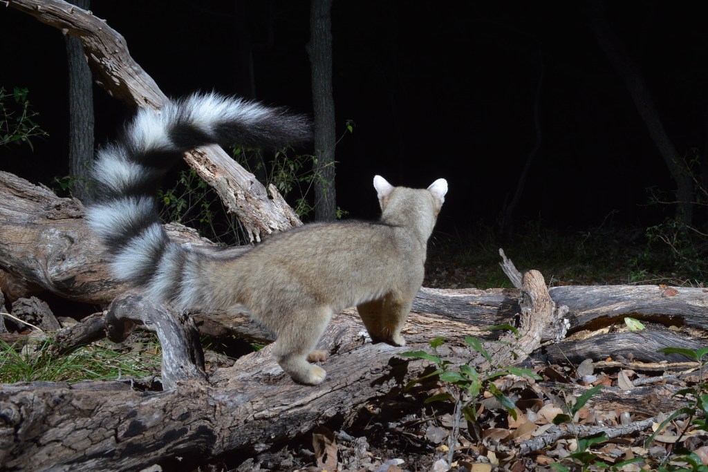Ringtail Portraits | caseysmartt.com
