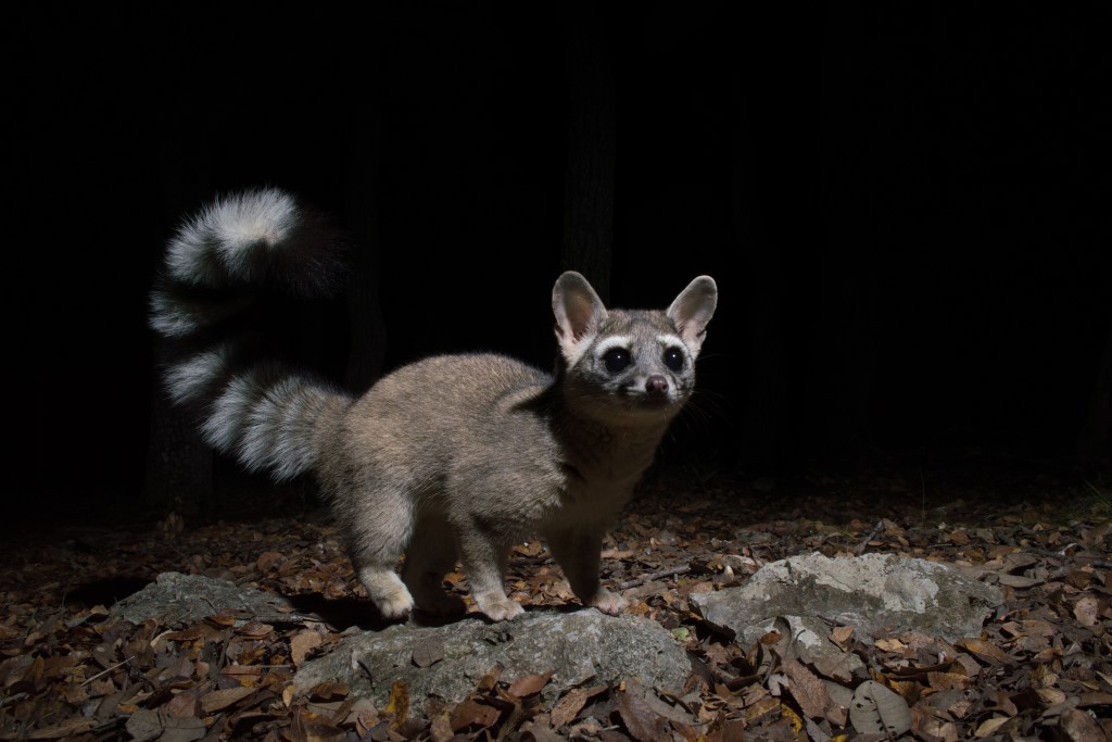Ringtail Portraits | caseysmartt.com