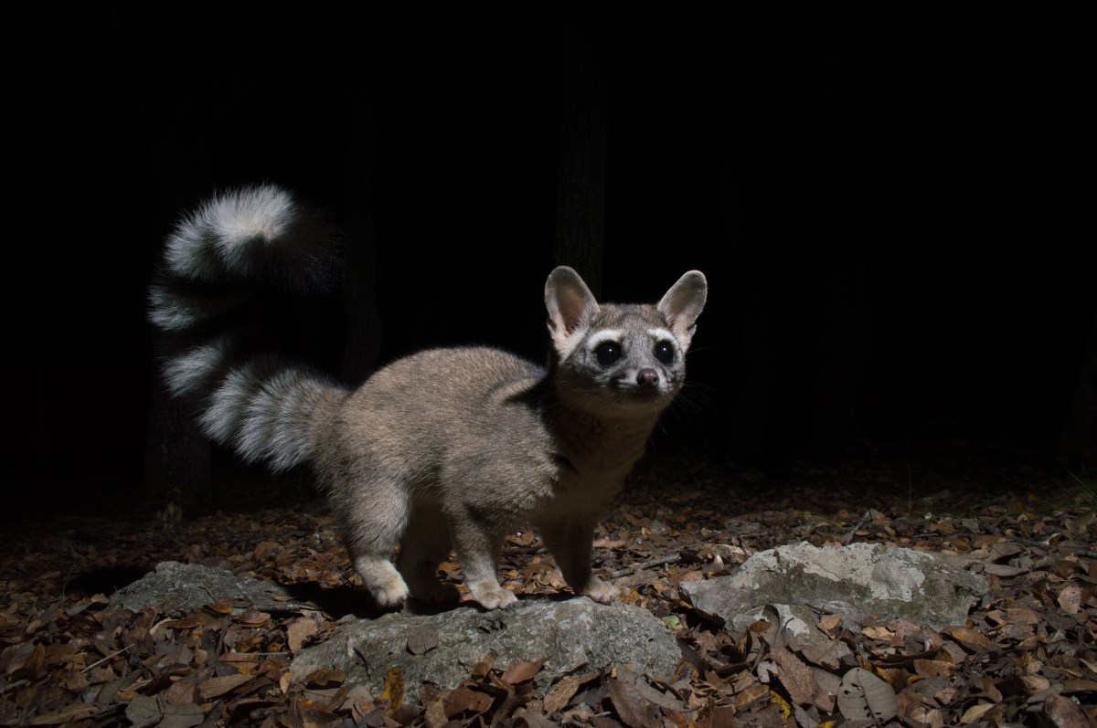 Ringtail Portraits | caseysmartt.com